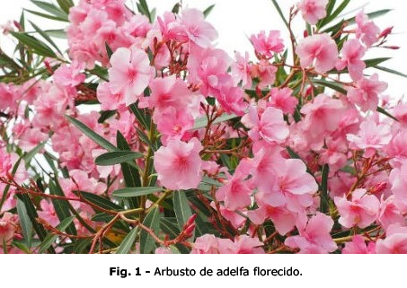 Intoxicación por adelfa, un caso poco frecuente | González Freyre ...